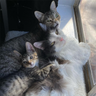 Meet Toad, The Incredibly Cute Kangaroo Kitten Who Is Searching For His ...