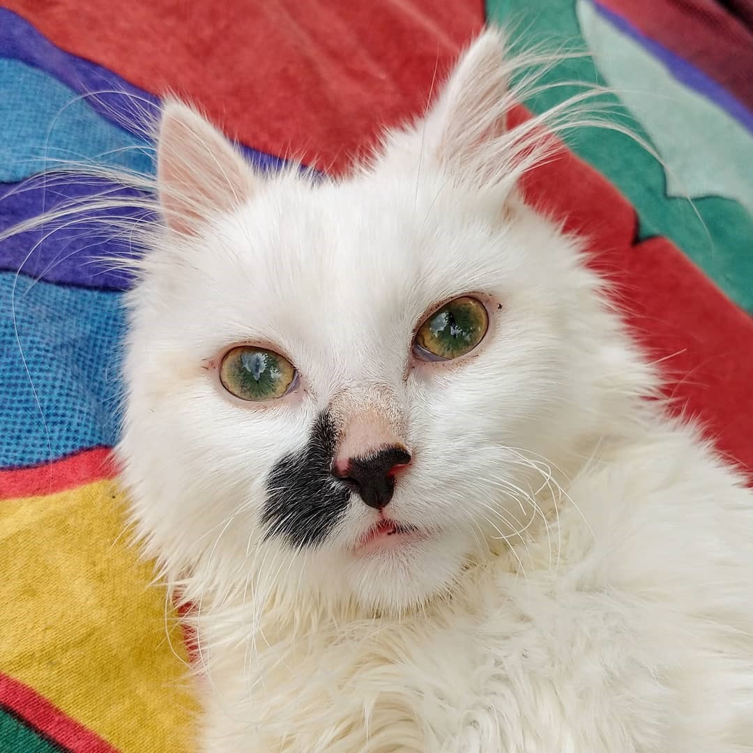 Meet The Beautiful Wobbly Cat Who Learned To Walk With The Help Of Her ...