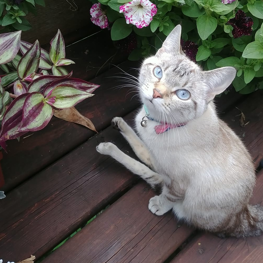 Meet The Gorgeous Cat With Paralysis Who Inspires Her Parents With Her ...