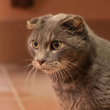 Meet The Gorgeous And Earless Former Street Cat Who Is Thriving In Her ...