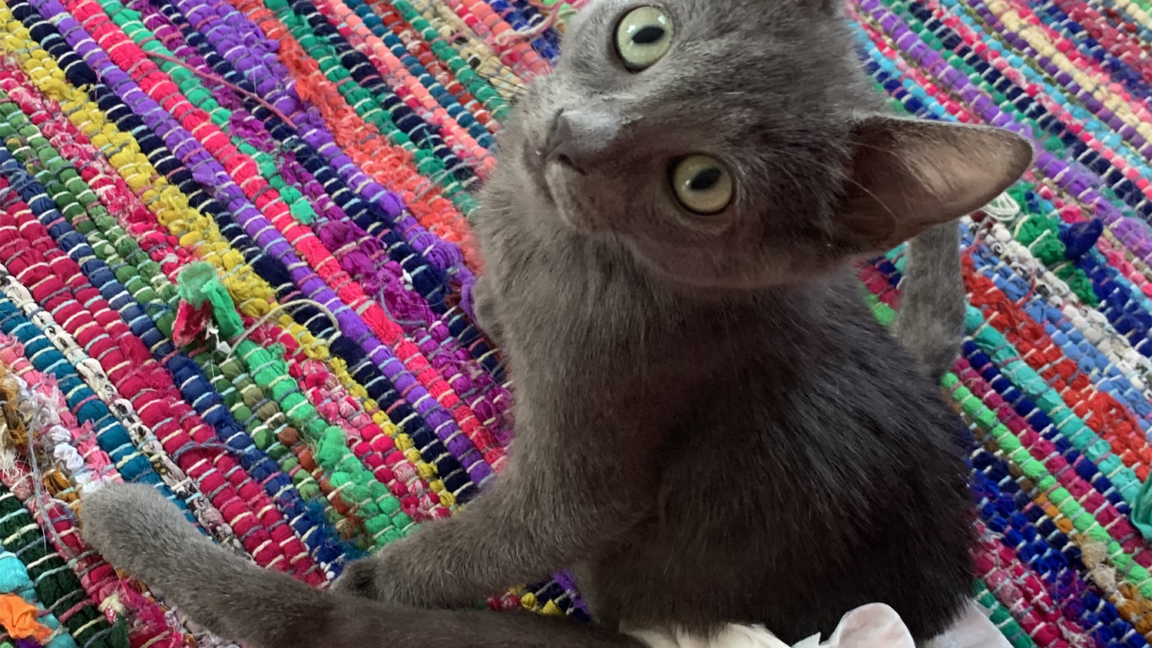 Meet The Adorable Cat With Hind Leg Paralysis Who Was A Kitten Living ...