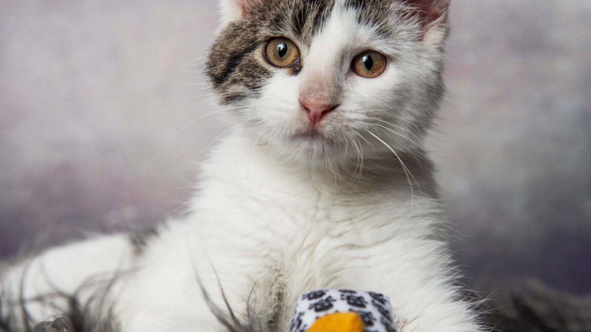 Meet The Beautiful Blind Cat With Cerebellar Hypoplasia And Atrophic ...