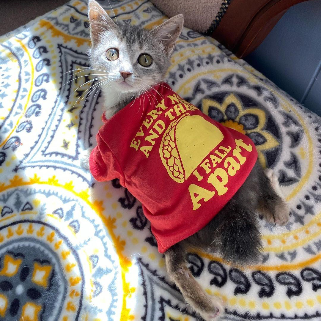 Meet Minnie, The Incredibly Cute Manx Kitten Who Is Looking For A ...