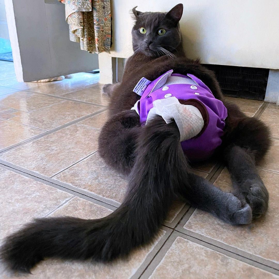 Meet The Incredible Paralyzed And Incontinent Cat Who Loves Going On ...