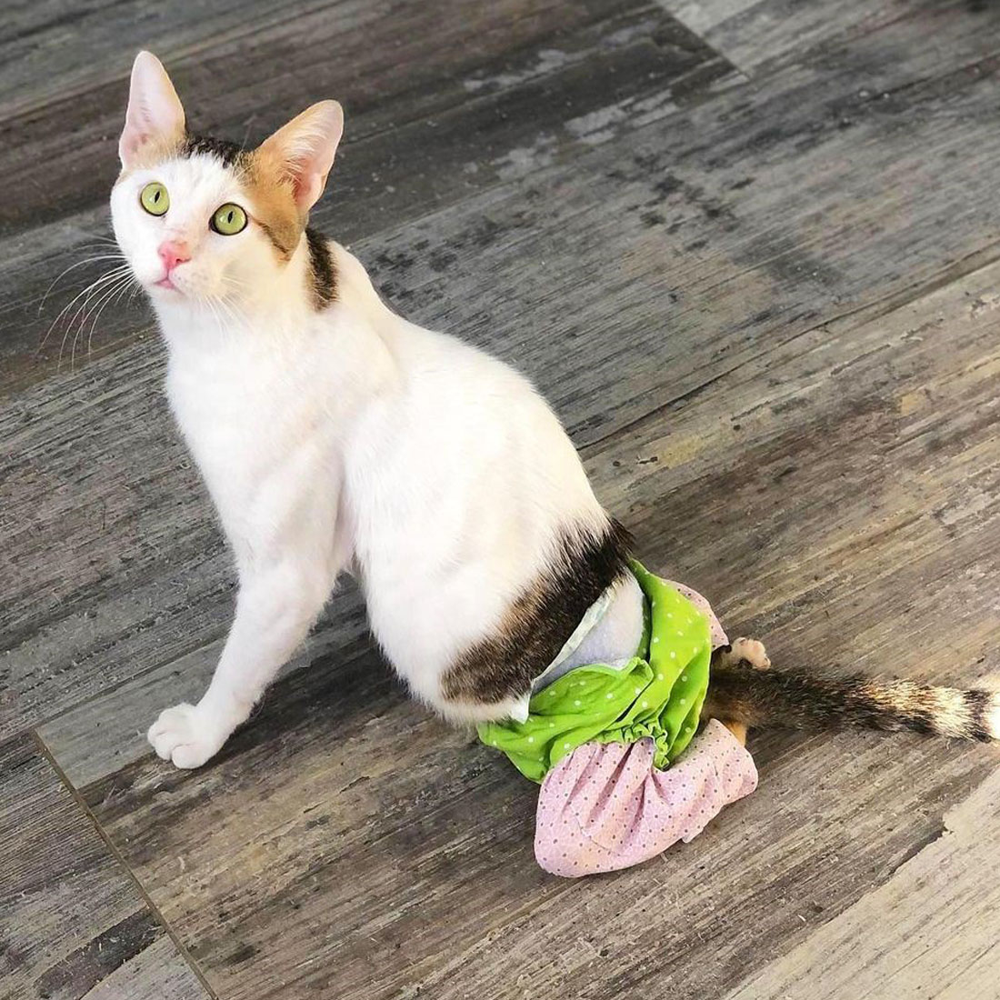 Meet The Adorable Paralyzed Cat Who Was Struggling To Survive On The ...
