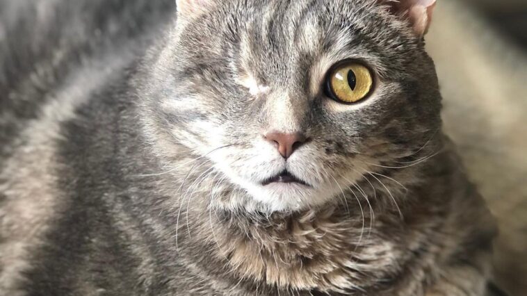 Terrific Taco Cats For Taco Tuesday! – Meow As Fluff