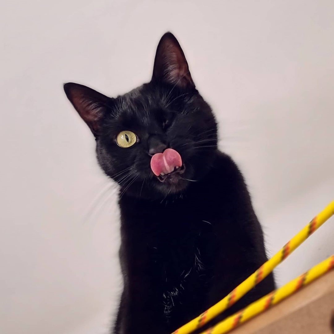 Meet The Stunning One-eyed Cat Who Loves Birdwatching And Watching Her ...