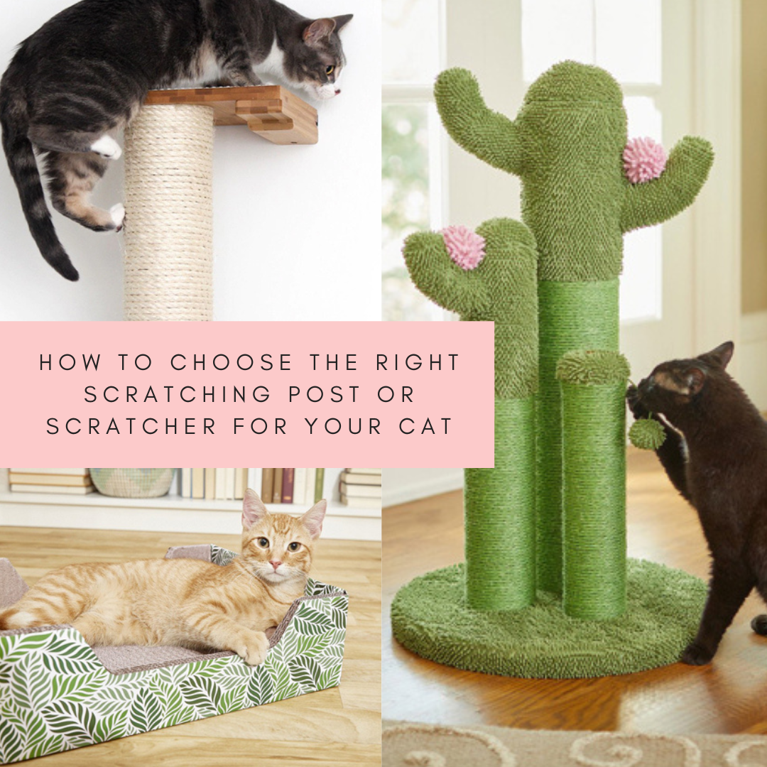 Feline Behavior – Meow As Fluff