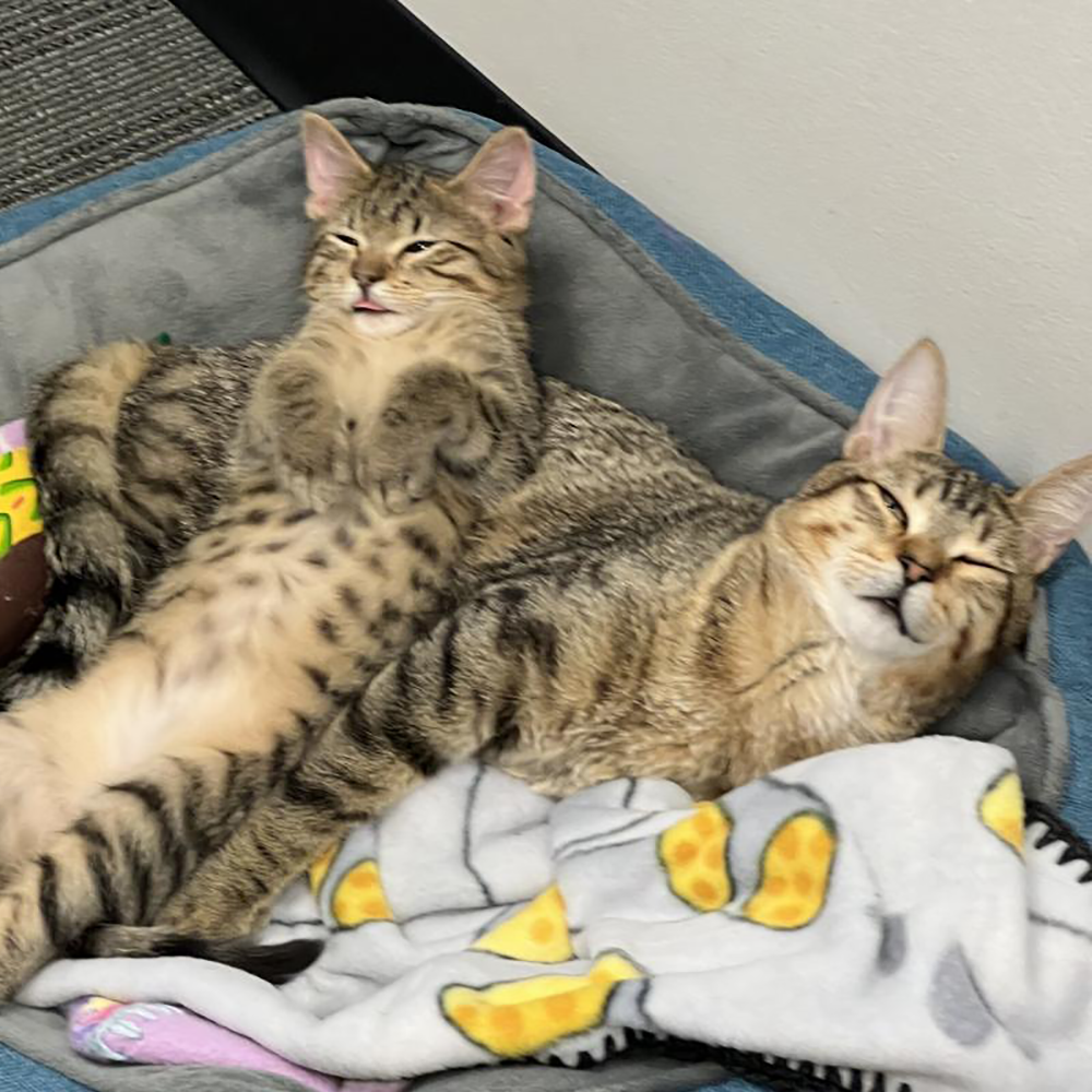 Cerebellar Hypoplasia – Meow As Fluff