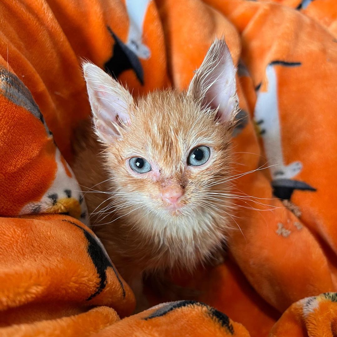 OMG! – Meow As Fluff